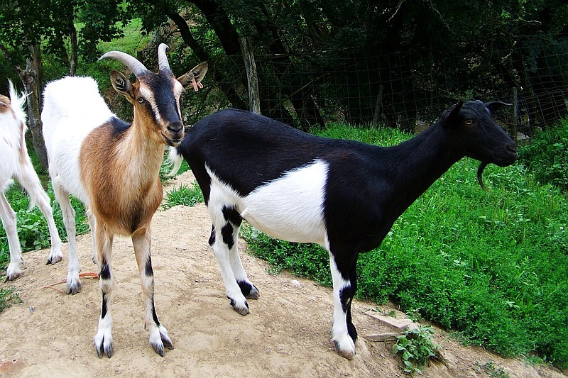 Alpine Goat - Breed Profile - Goat Journal
